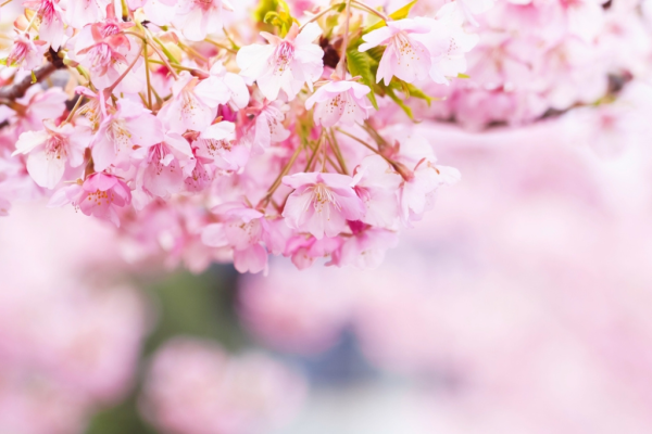 The Chancellor’s Spring Statement: How will it impact me? - ICS Accounting